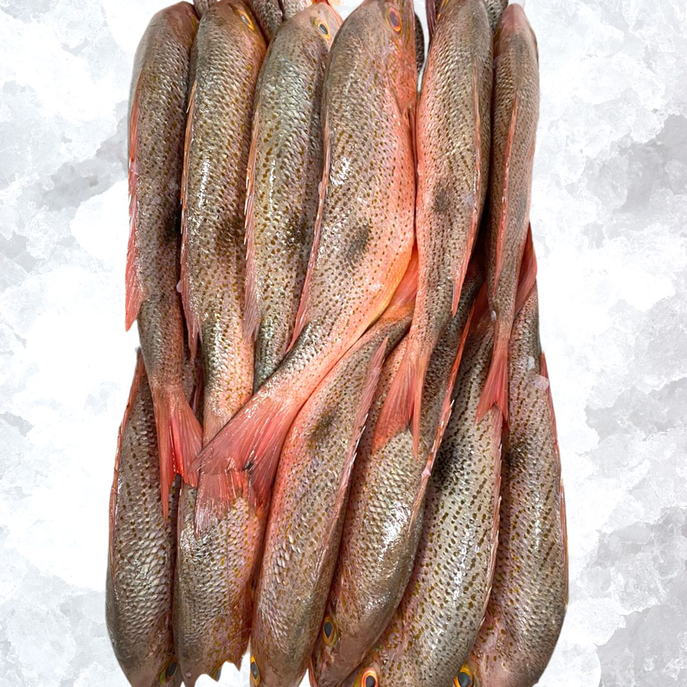 Molpro Export SA - Fresh and frozen seafood